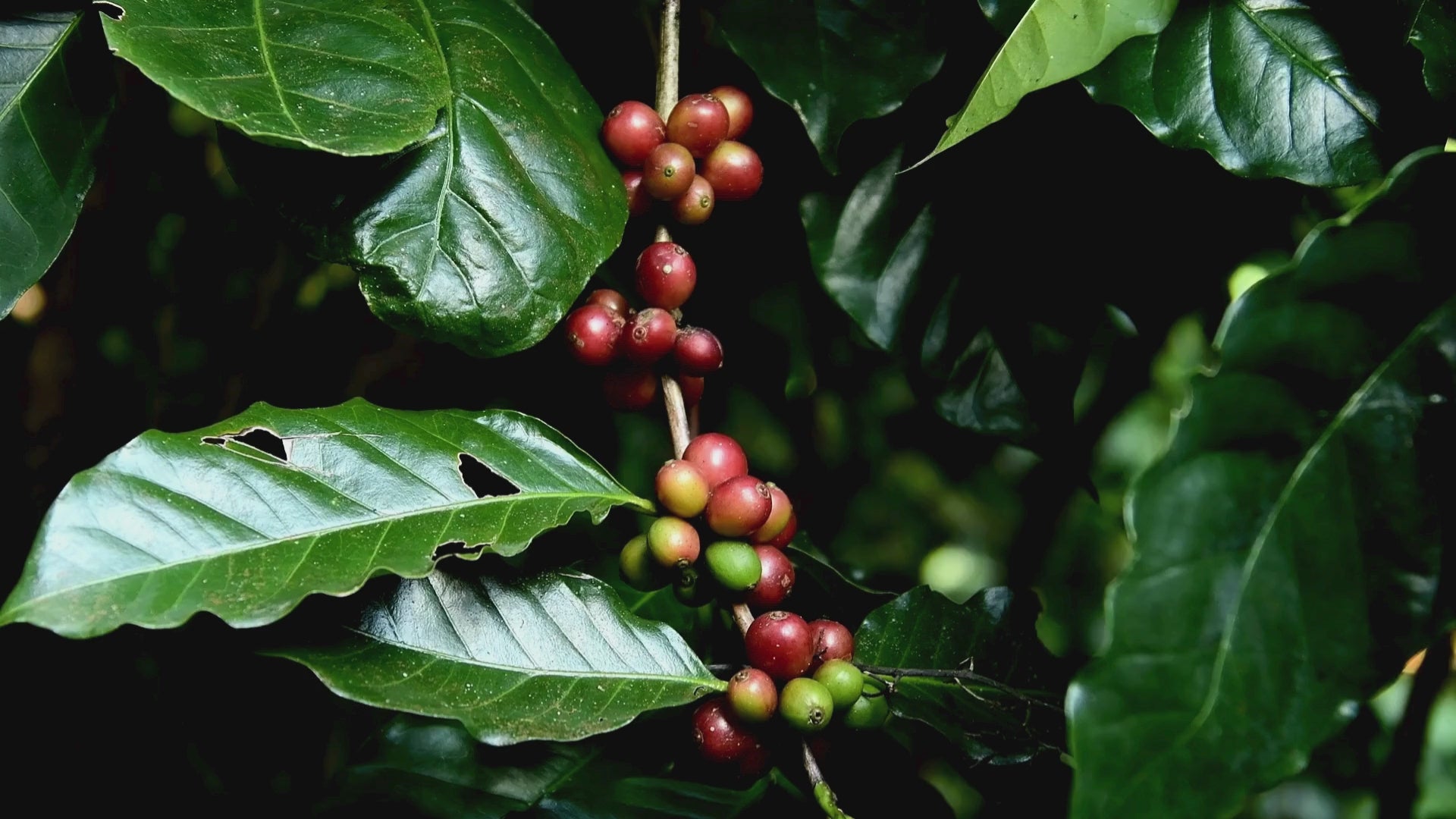 Mountain Goat Coffee Co.